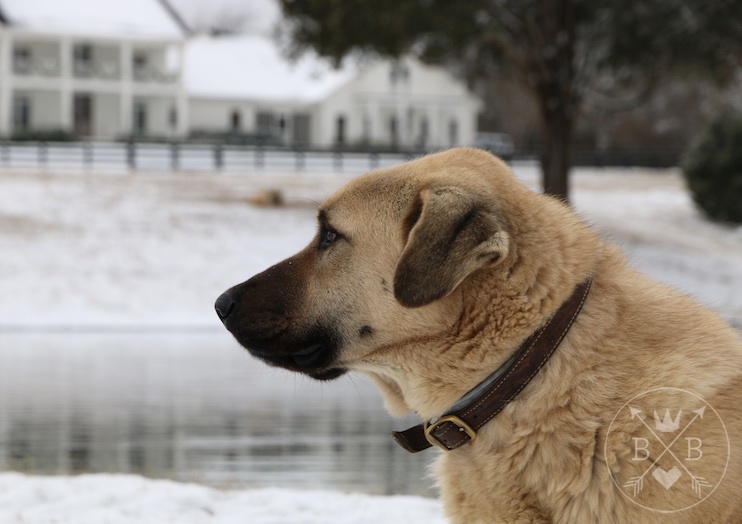 Winter, Be Gone! » Bravehearted Beauty